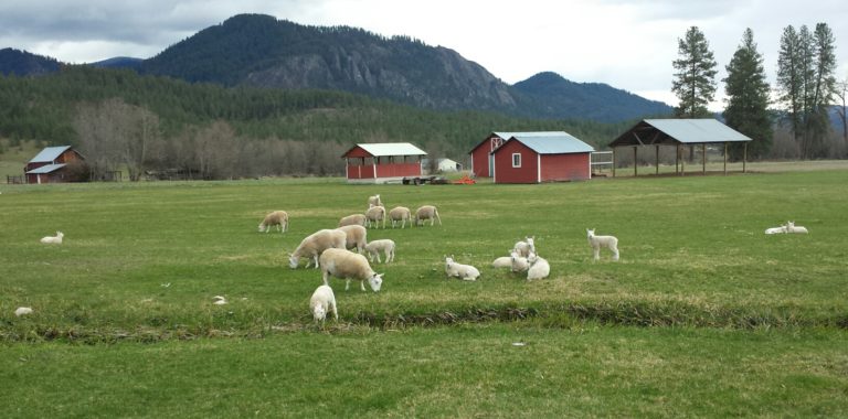 Cheviot Sheep For Sale | Shepherd's Bounty