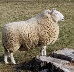 About Cheviots | Shepherd's Bounty
